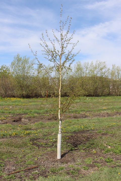 cut_leaf_weeping_birch