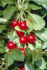 deciduous_flowering_evans_cherry