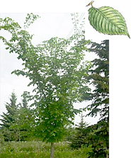 deciduous_tree_american_elm
