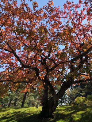 specimen_tree_lethbridge_garden